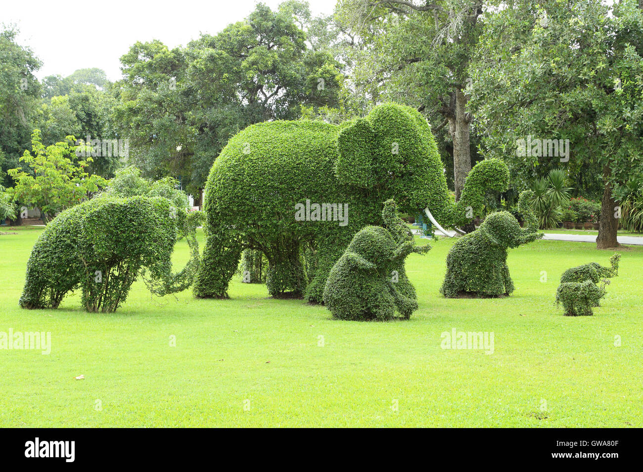 elephant tree in the park Stock Photo - Alamy
