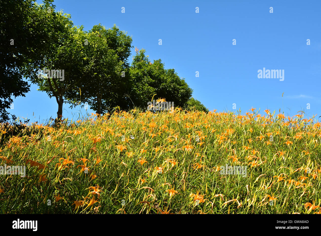 Field of tiger lily Stock Photo - Alamy