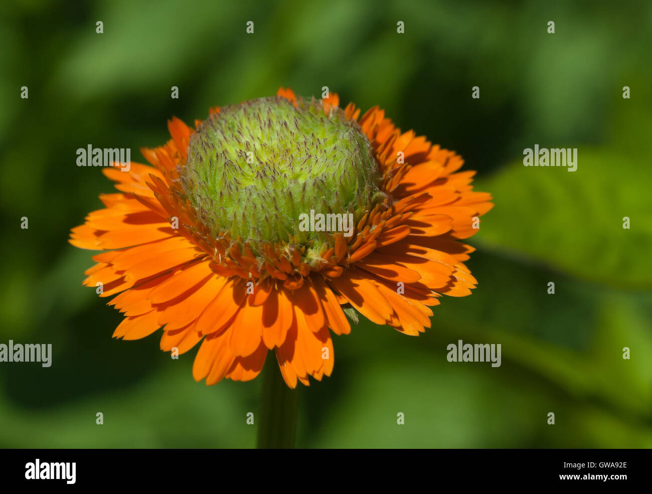 Flower of orange strawflower (xerochrysum bracteatum, golden ...