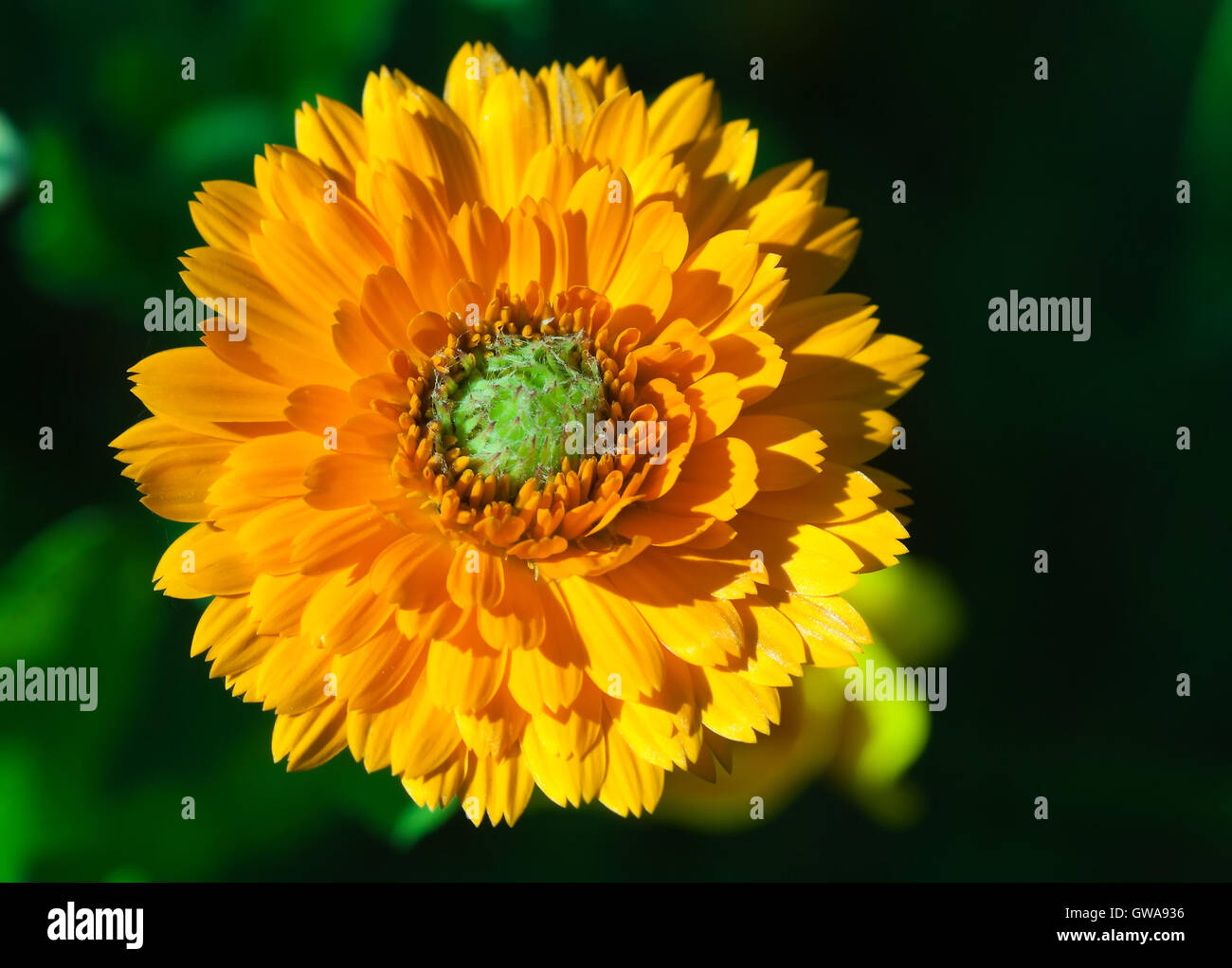 Flower of yellow strawflower (xerochrysum bracteatum, golden ...