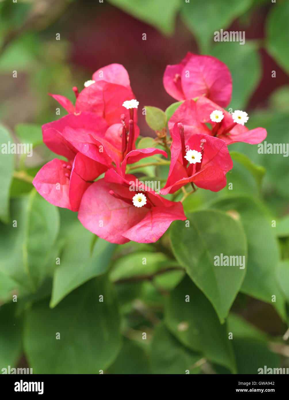 beautiful pink Bougainvillea flower plant Stock Photo - Alamy