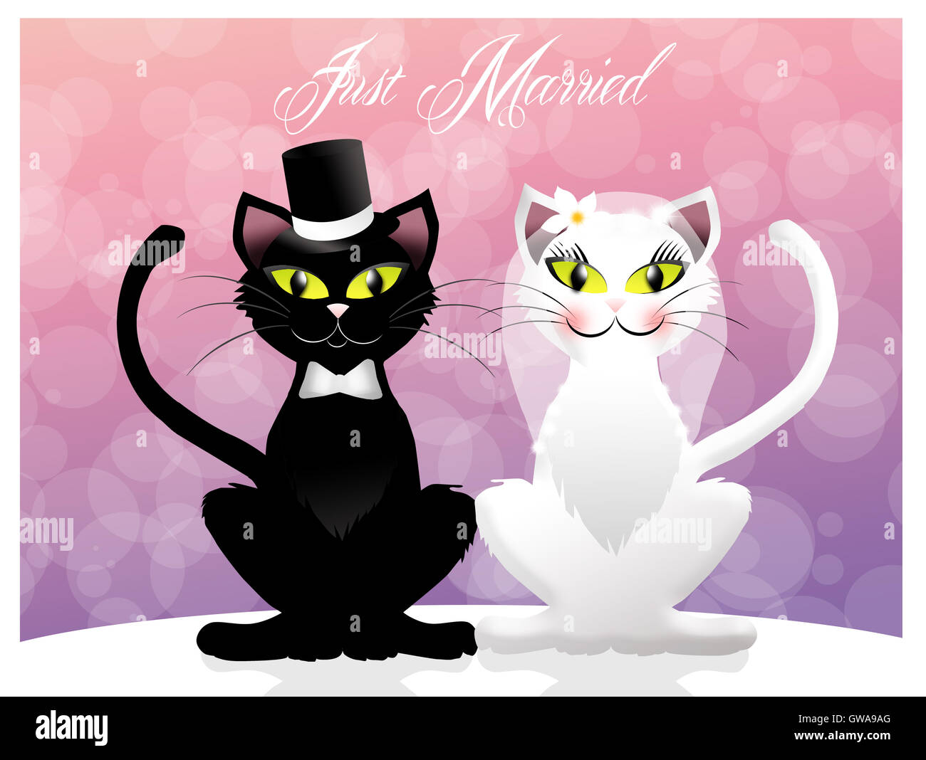 Wedding cats hi-res stock photography and images - Alamy