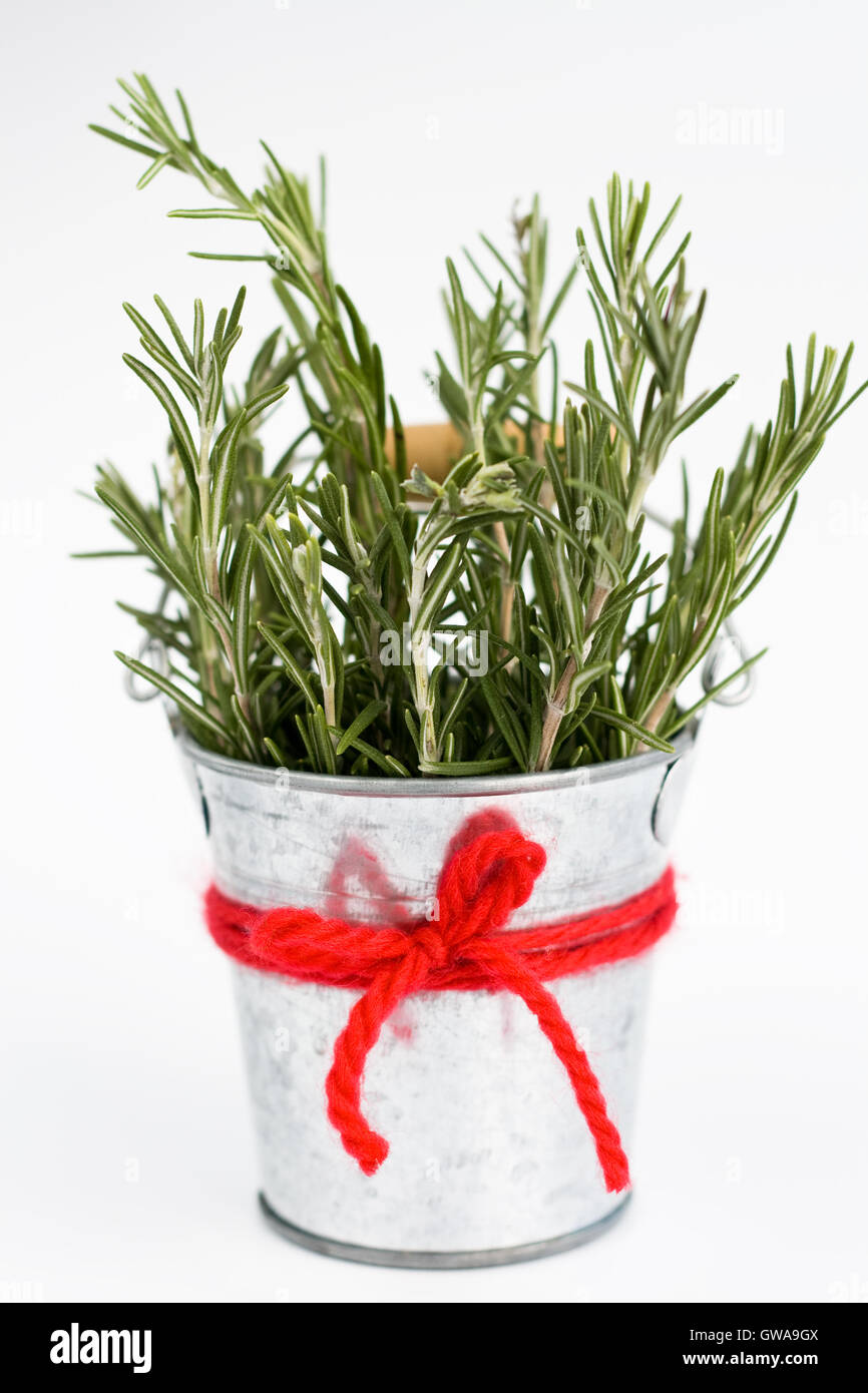 Fragrant rosemary stands in a small iron bucket Stock Photo - Alamy
