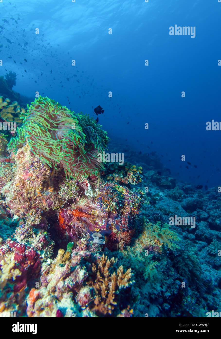 Anemonefish (Amphiprion sebae) in a sea anemone (Heteractis magnifica ...