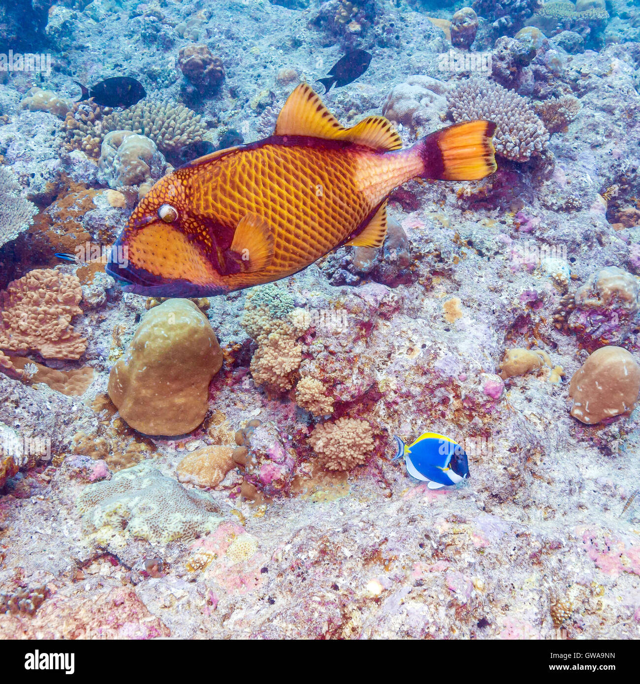 The titan triggerfish (Balistoides viridescens), Maldives Stock Photo ...