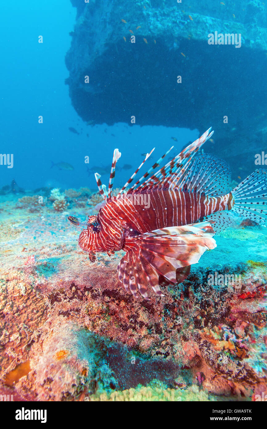 Devil firefish (Pterois miles) near ship wreck, Maldives Stock Photo ...