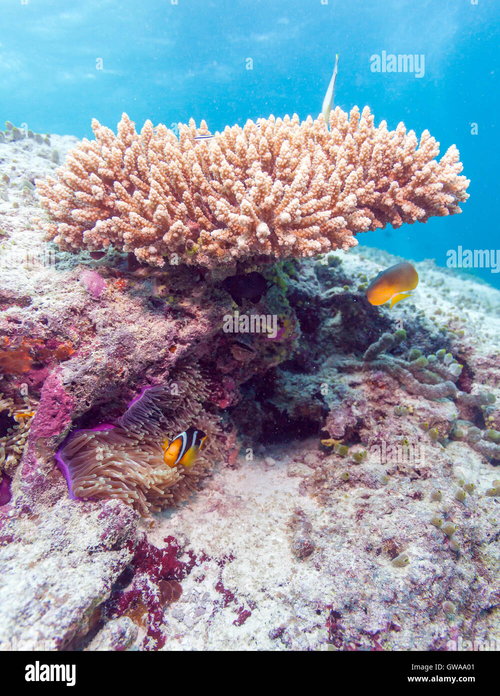 Yellowtail clownfish (Amphiprion clarkii) with sea anemone, Maldives ...