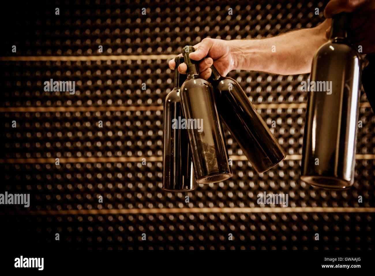 Winemaker in his cellar holding in these hands red wine bottles ...