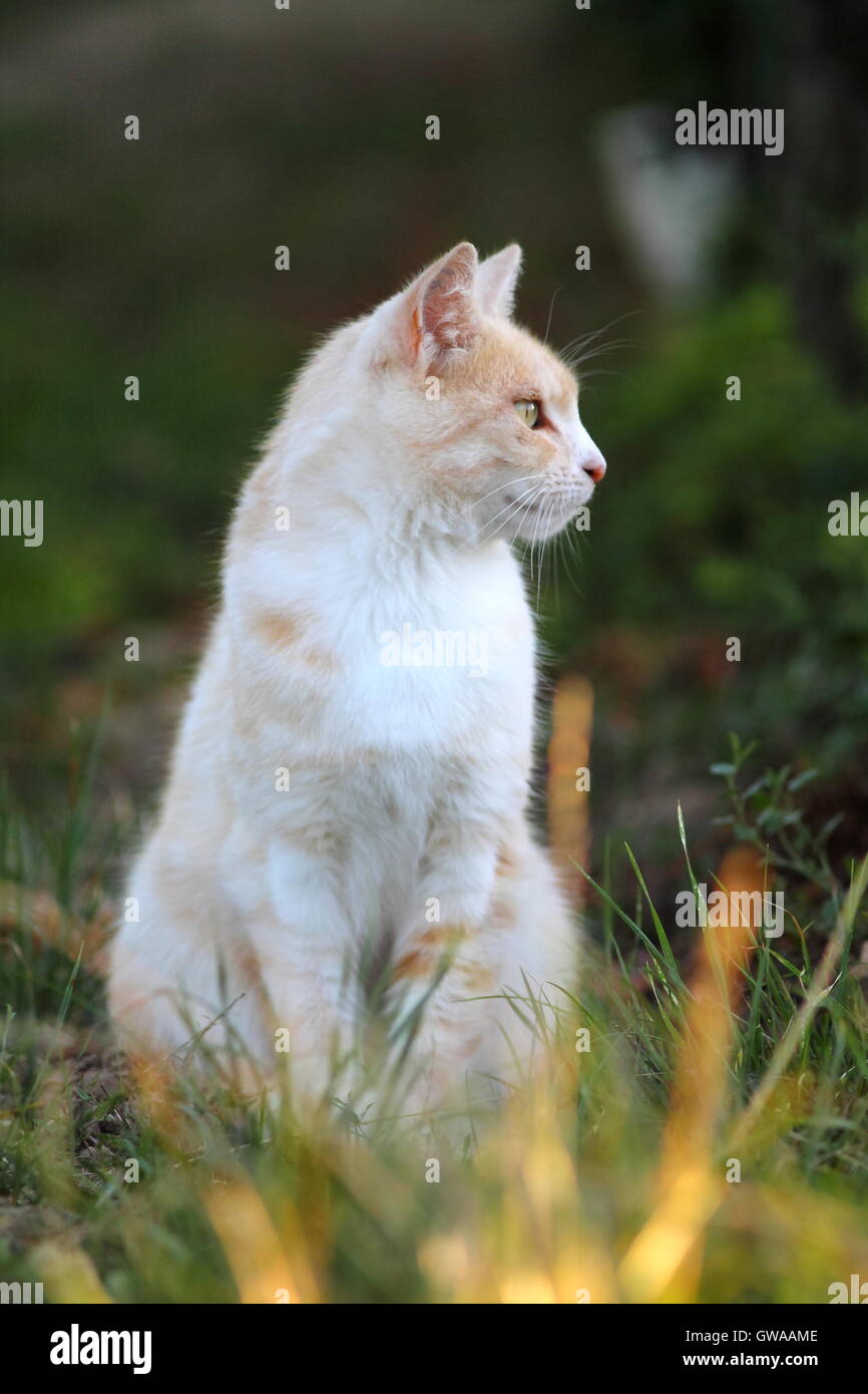 White adult cat in grass Stock Photo - Alamy