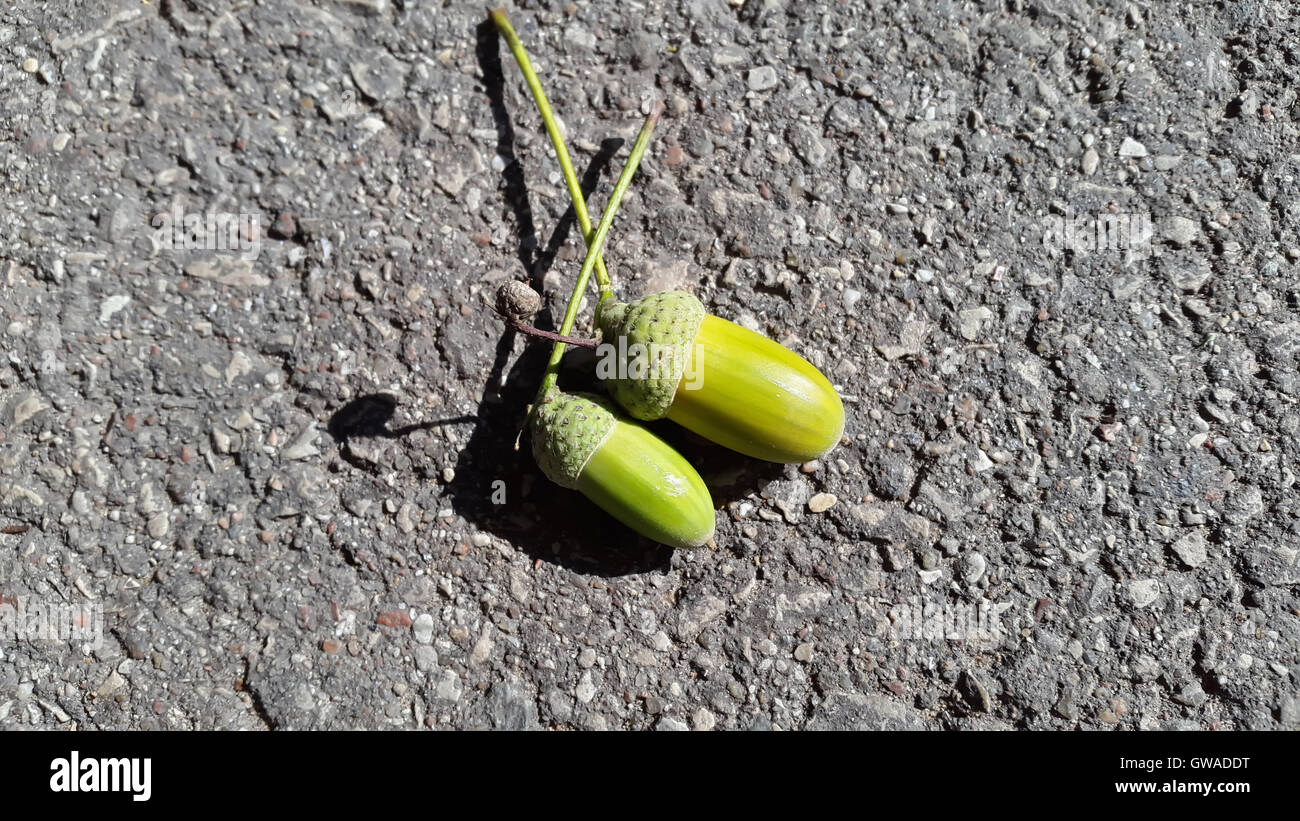 Acorn texture hi-res stock photography and images - Alamy