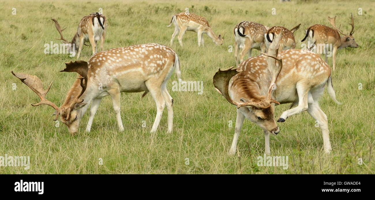 Palmated deer hi-res stock photography and images - Alamy