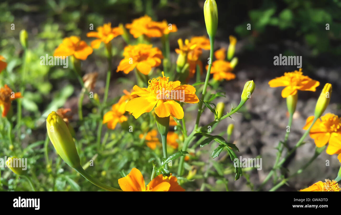 Beautiful autumn flowers hi-res stock photography and images - Alamy
