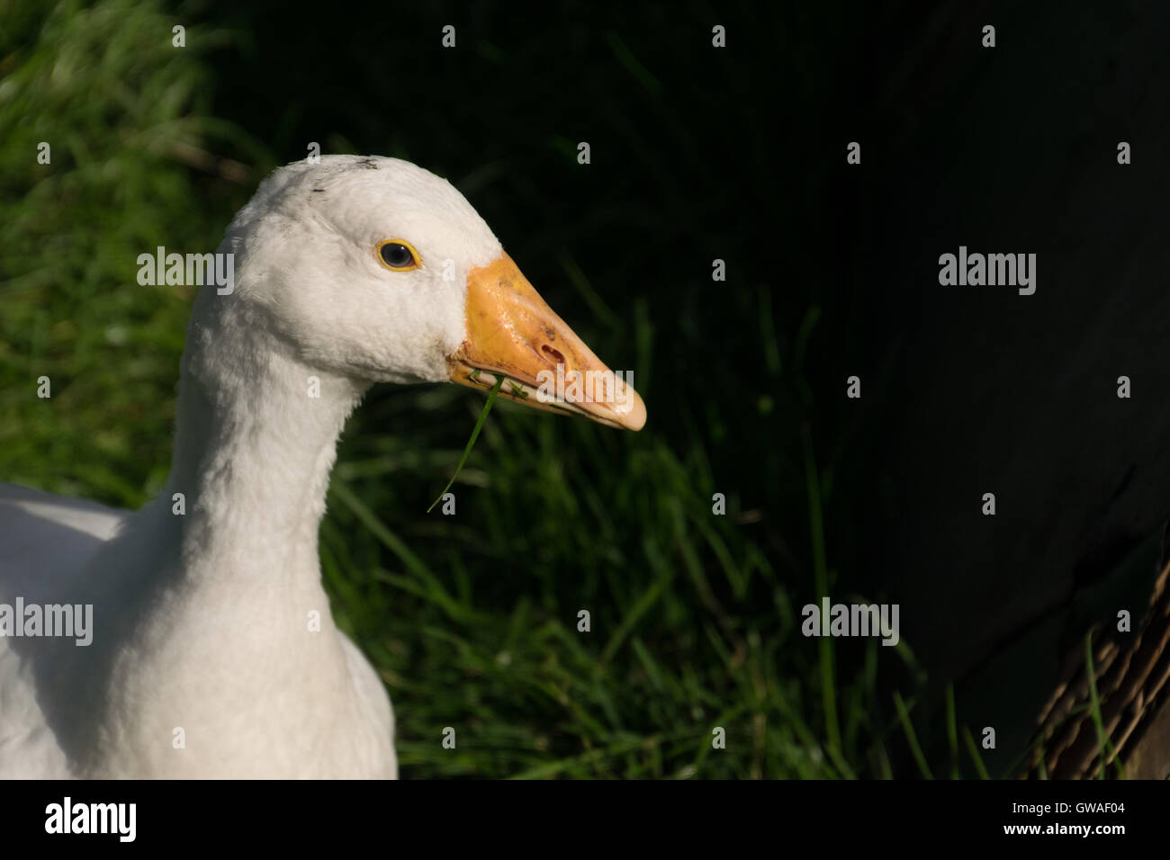 Day old goose hi-res stock photography and images - Alamy