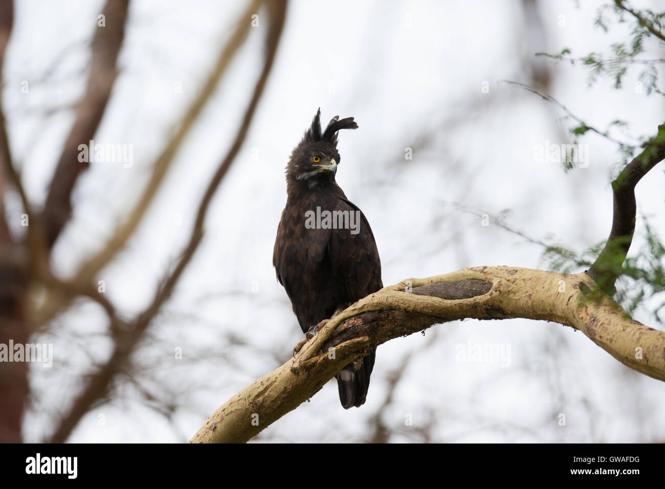Long crested eagle hi-res stock photography and images - Alamy