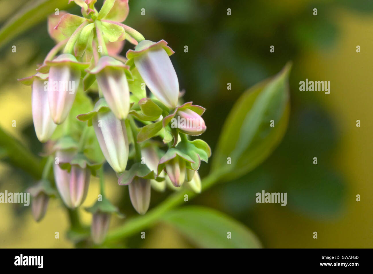 Blueberry bush in bloom Stock Photo - Alamy