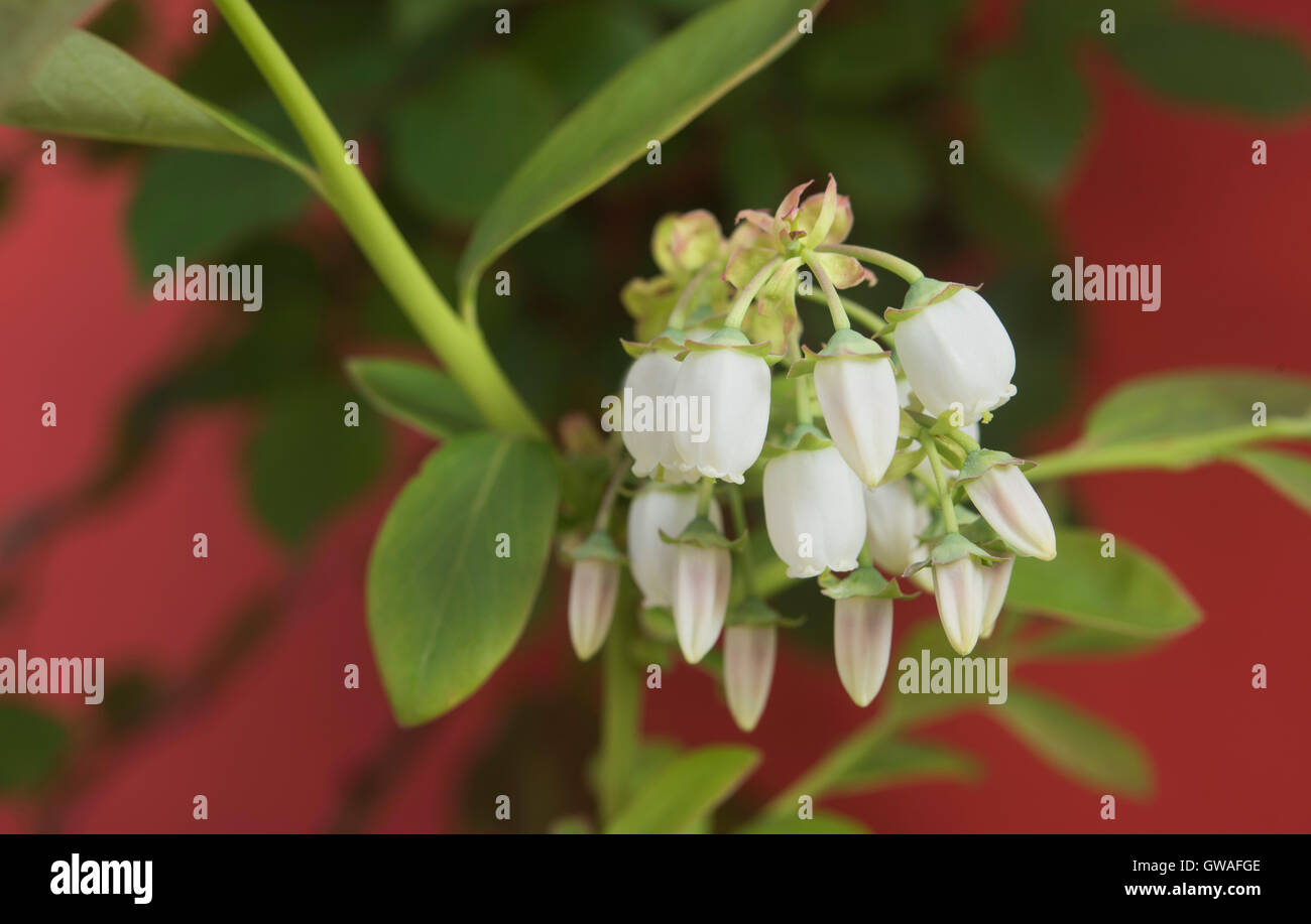 Blueberry bush in bloom Stock Photo - Alamy