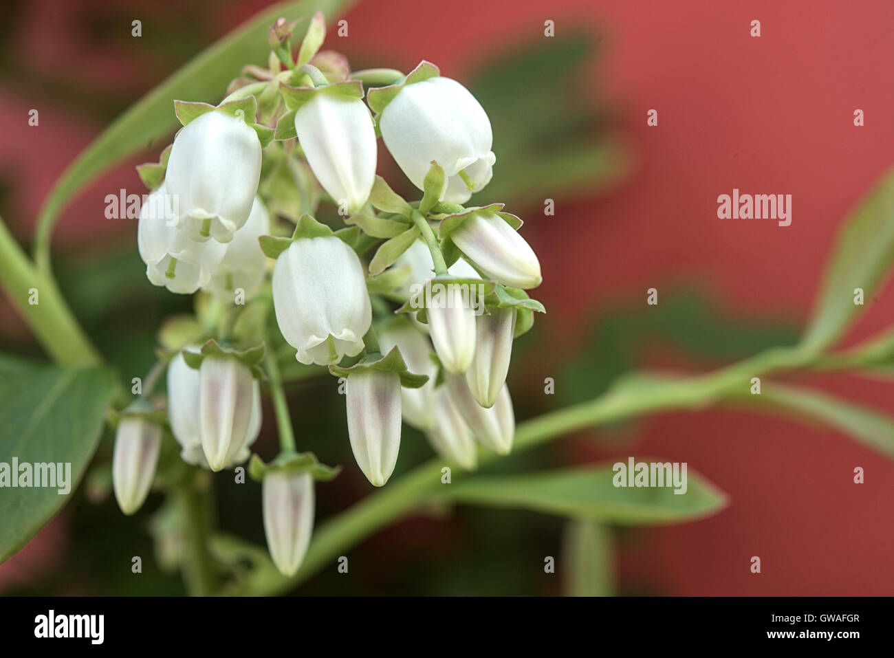 Blueberry blossom hi-res stock photography and images - Alamy