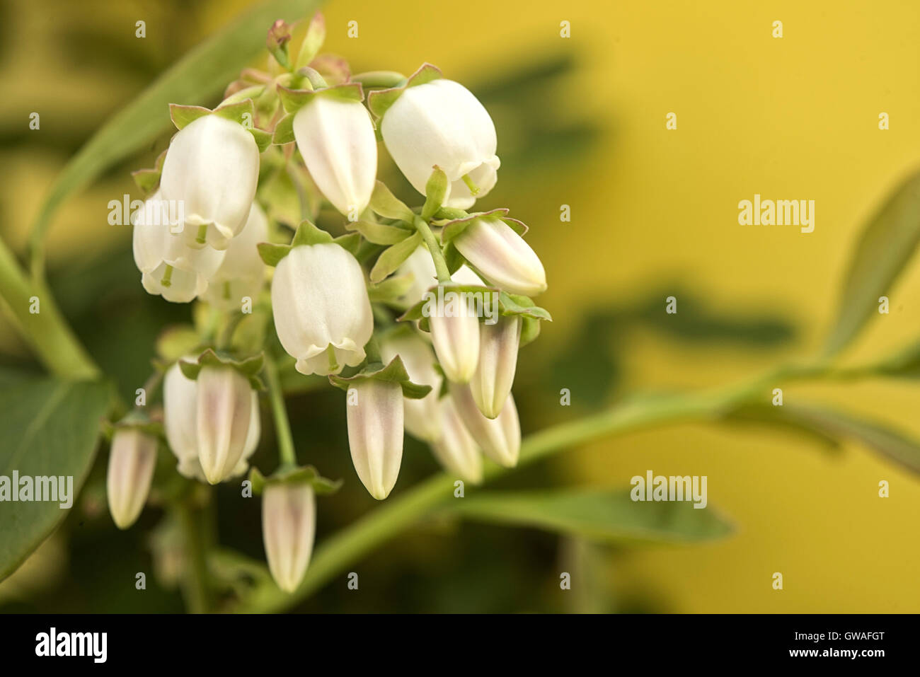 Blueberry flower hi-res stock photography and images - Alamy
