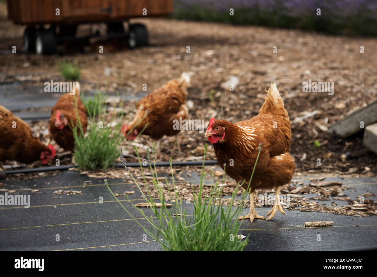 Chickens pecking for food on a farm Stock Photo - Alamy