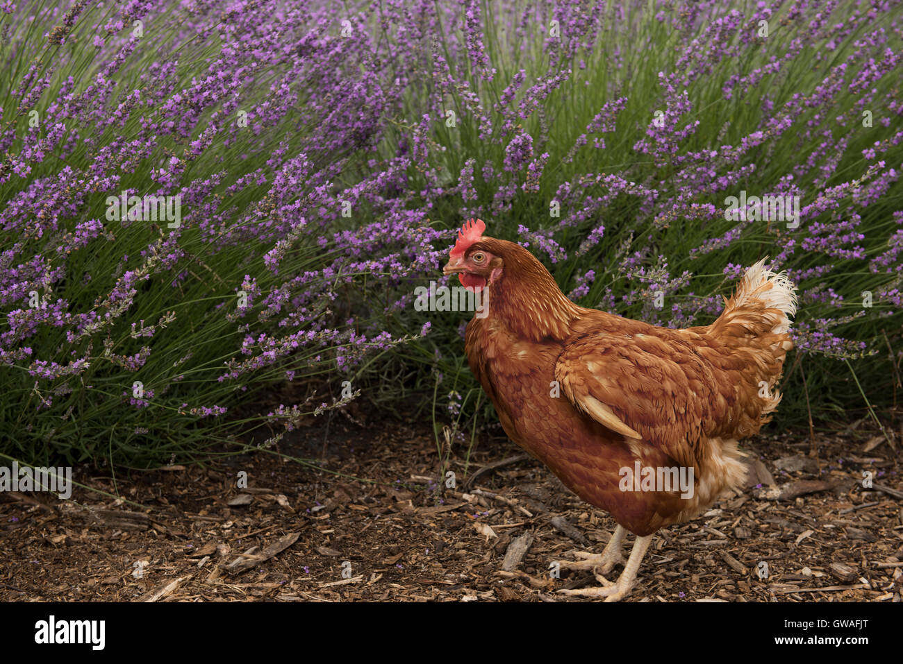 Chicken field hi-res stock photography and images - Alamy