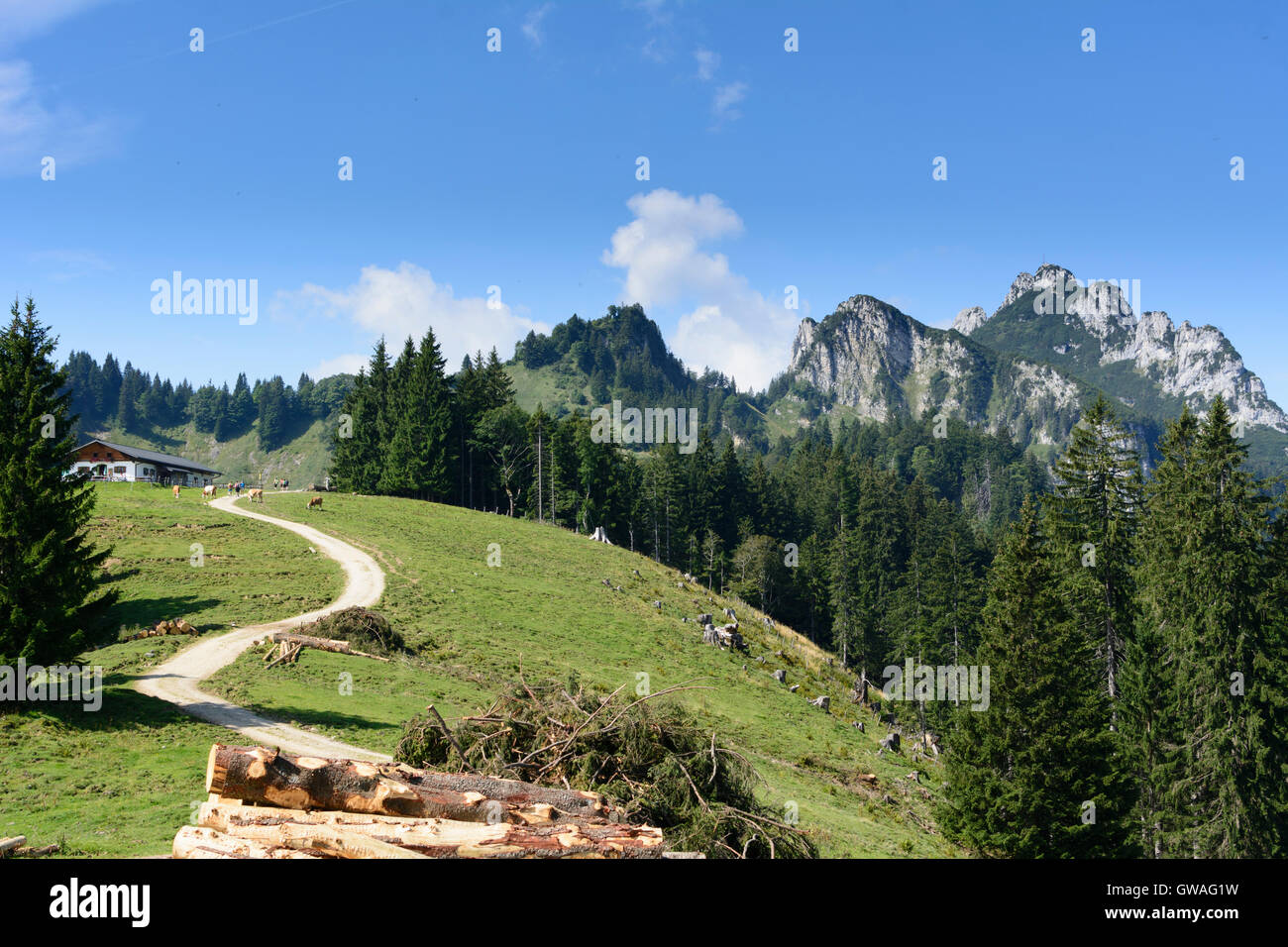 Alpine pasture economy hi-res stock photography and images - Alamy