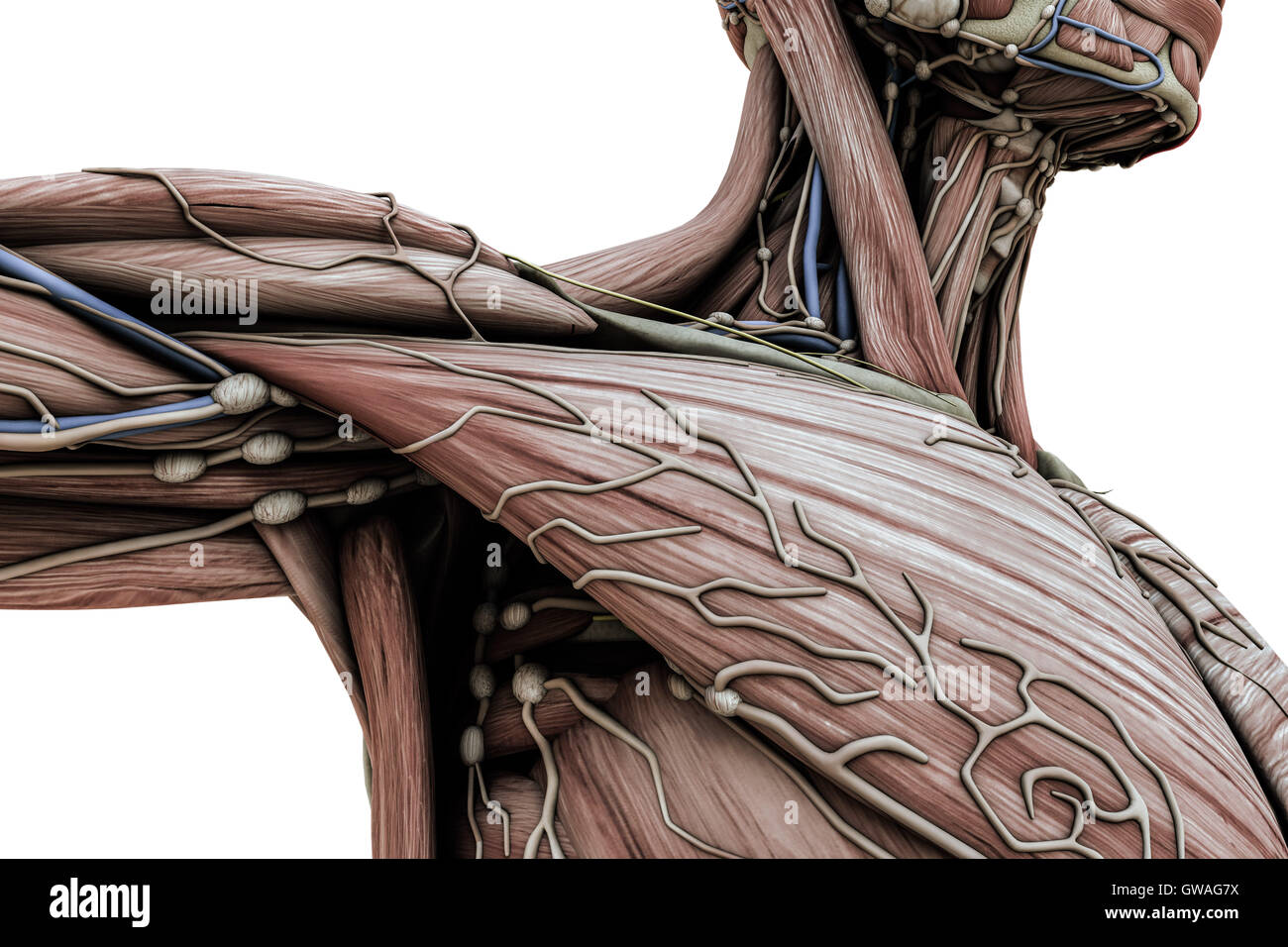 3d illustration of a male anatomic body isolated on white background ...