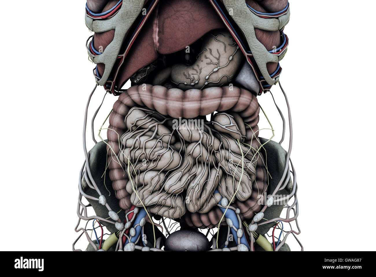 3d illustration of a man anatomic body isolated on white background ...