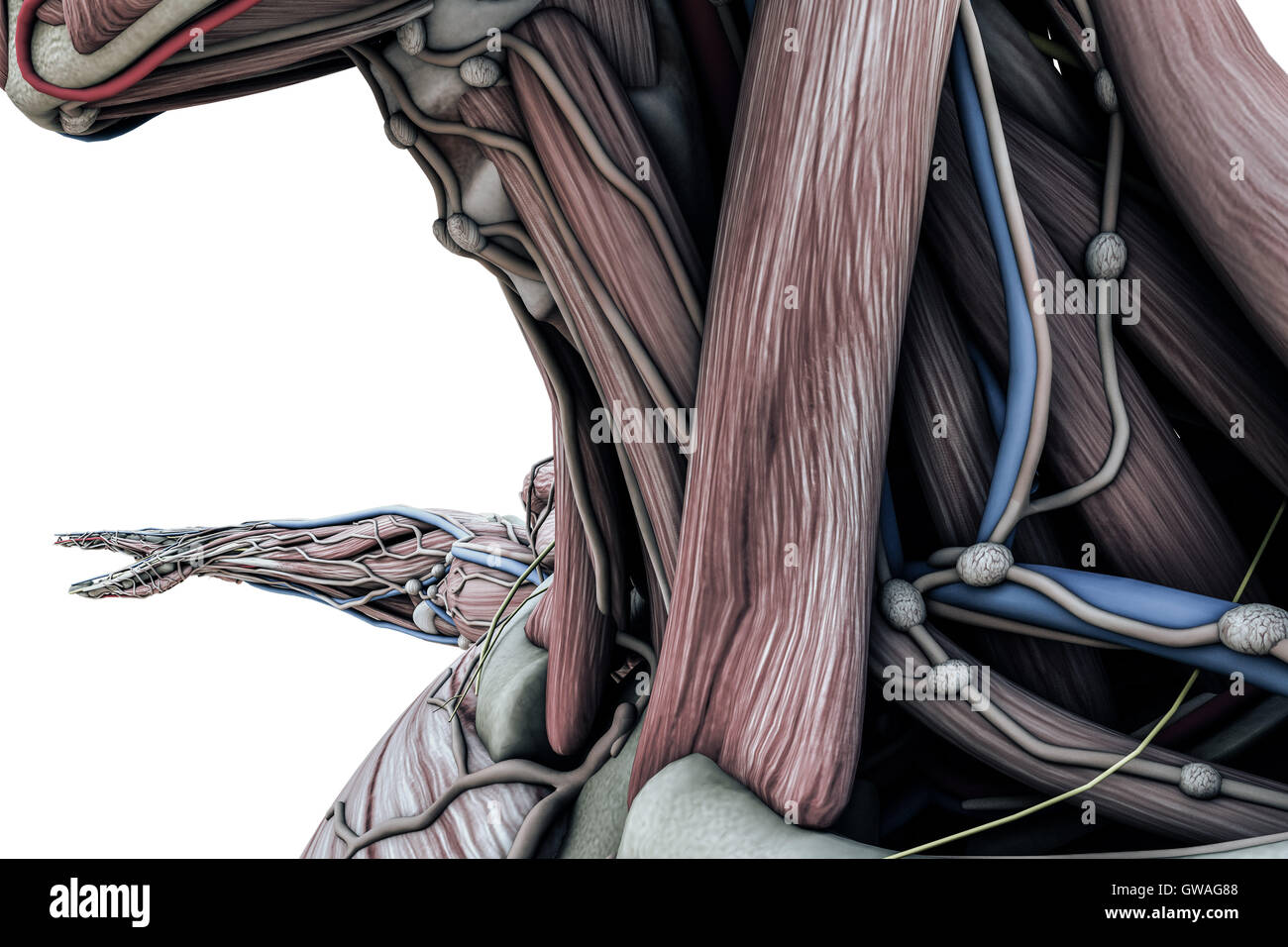 3d illustration of a man anatomic body isolated on white background ...