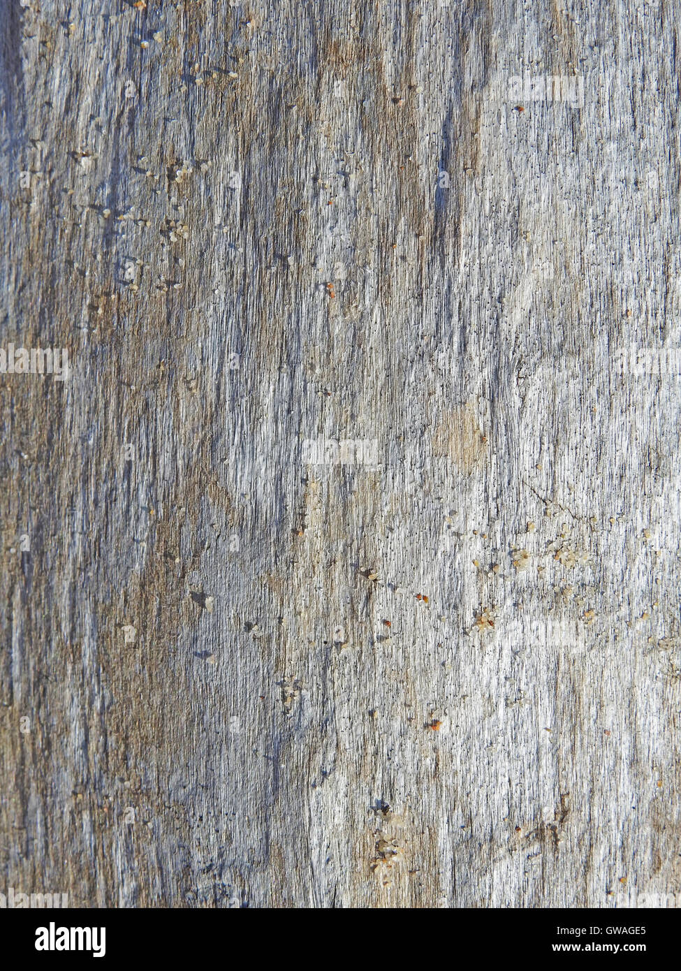 Monotone texture of the wood Stock Photo - Alamy