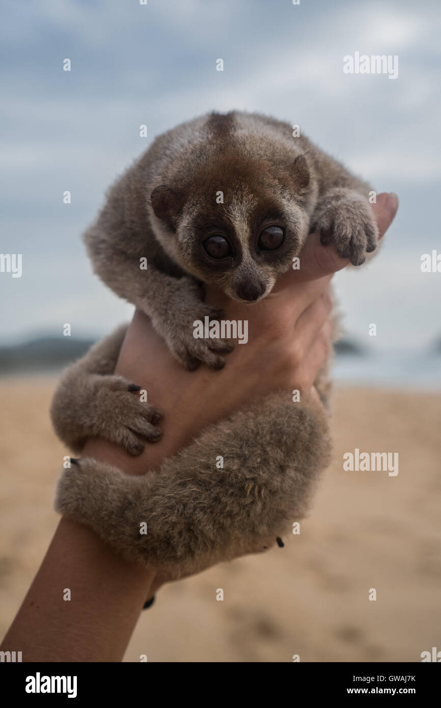 Slow Loris monkey on the beach resting on woman hand Stock Photo - Alamy