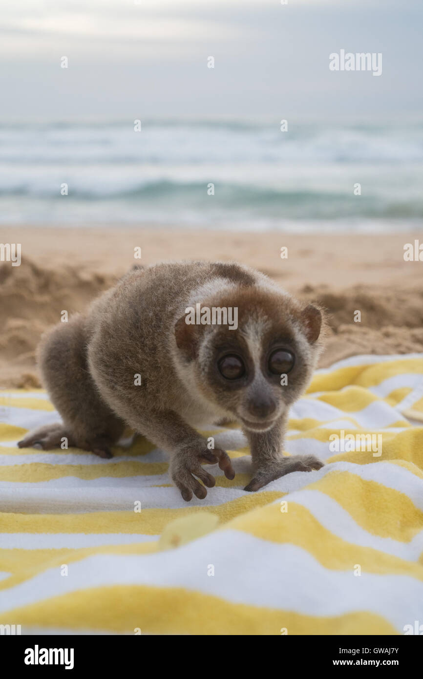 Slow Loris monkey on the beach resting on the towel Stock Photo - Alamy
