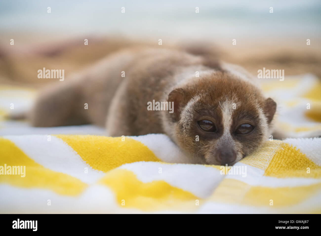 Slow Loris monkey on the beach resting on the towel Stock Photo - Alamy