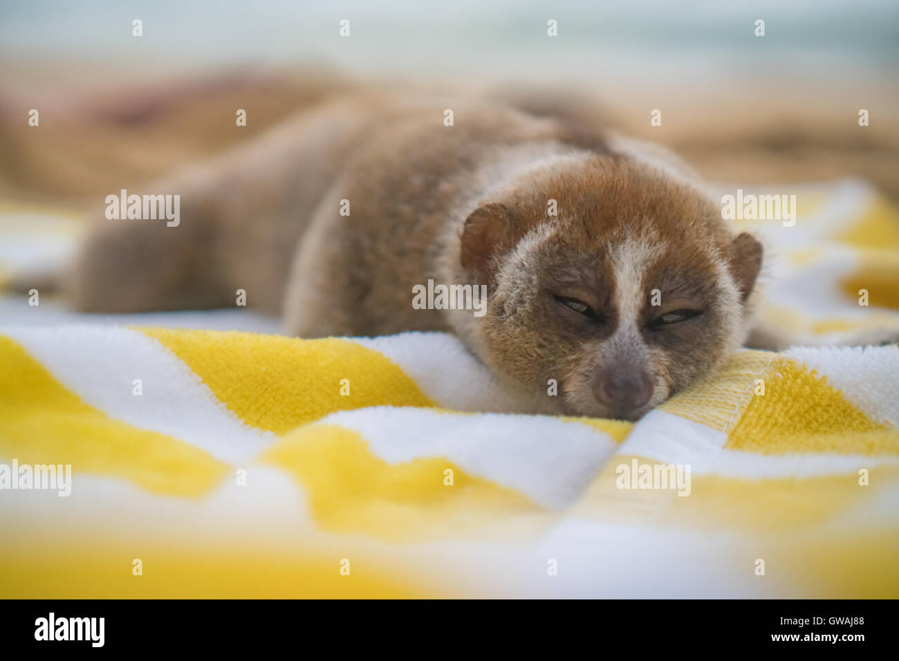 Slow Loris monkey on the beach resting on the towel Stock Photo - Alamy