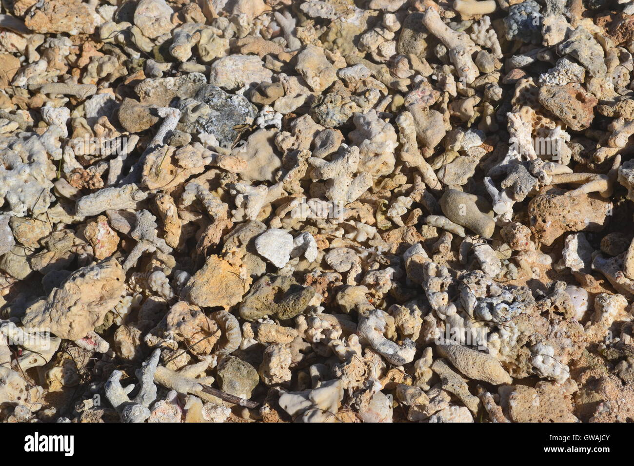 Broken shell and sand hi-res stock photography and images - Alamy