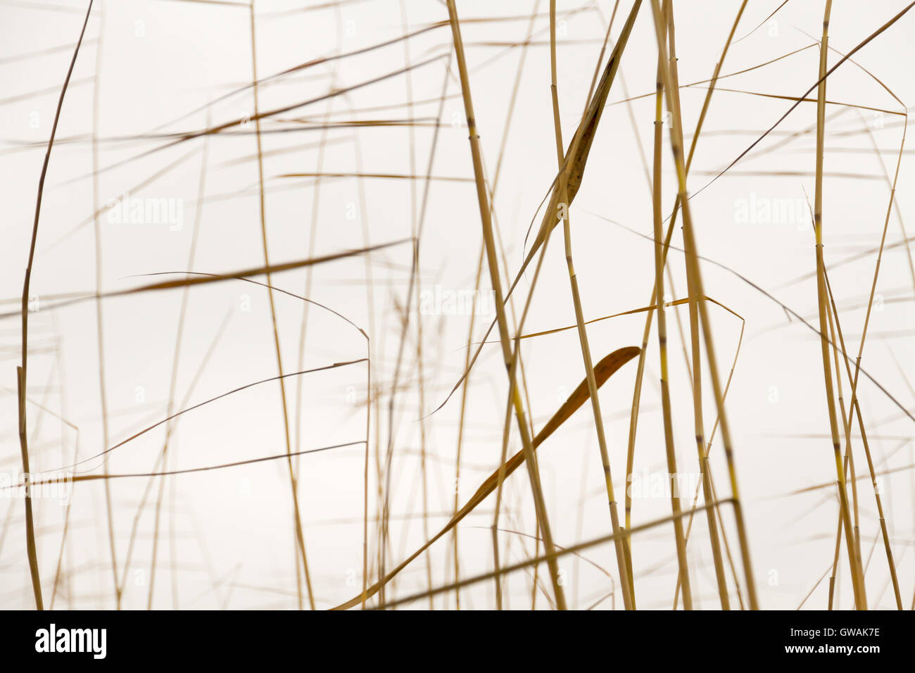 Reed silhouettes background hi-res stock photography and images - Alamy