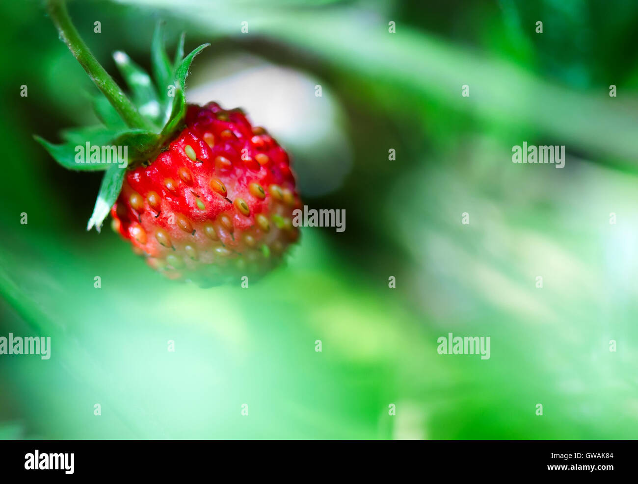 Nature green fresh environmental image: wild strawberry berry close up ...