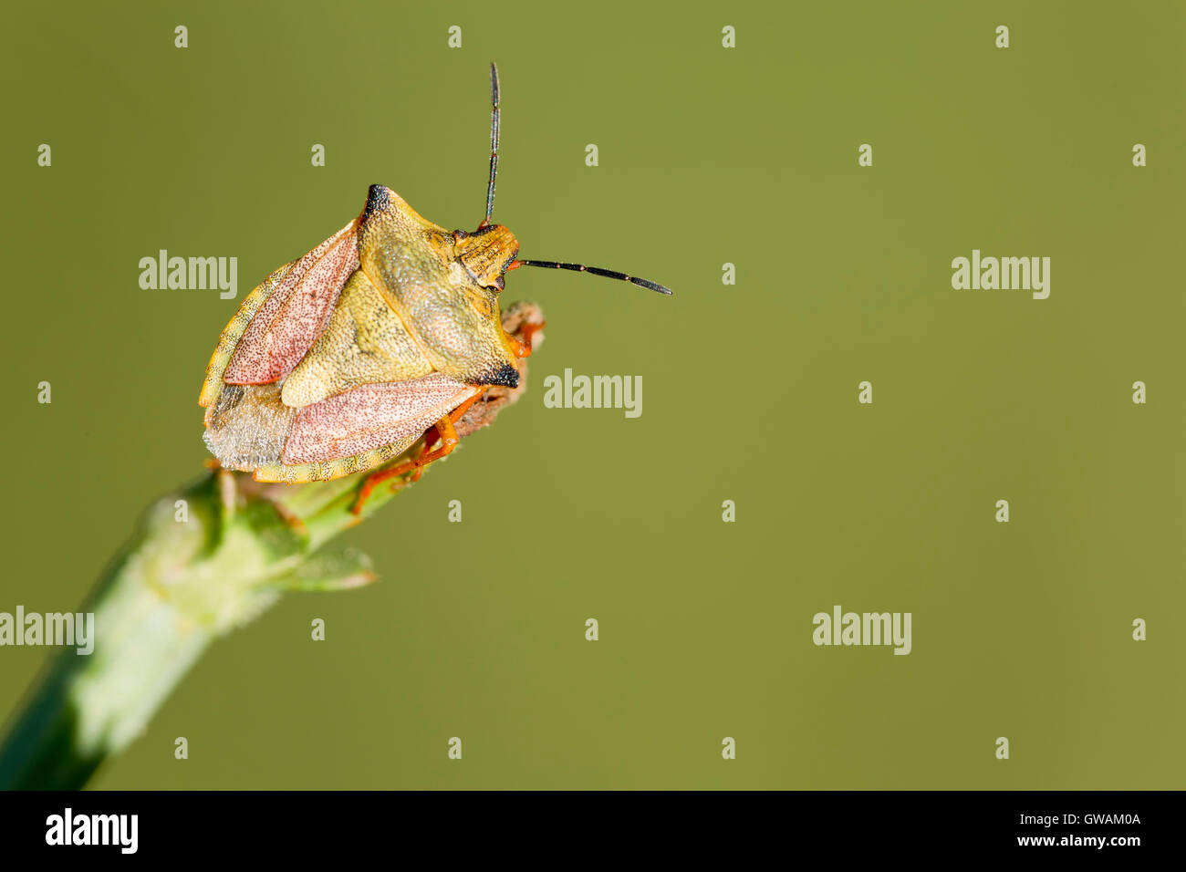Insect macro photography Nebula Rhaphigaster Stock Photo - Alamy