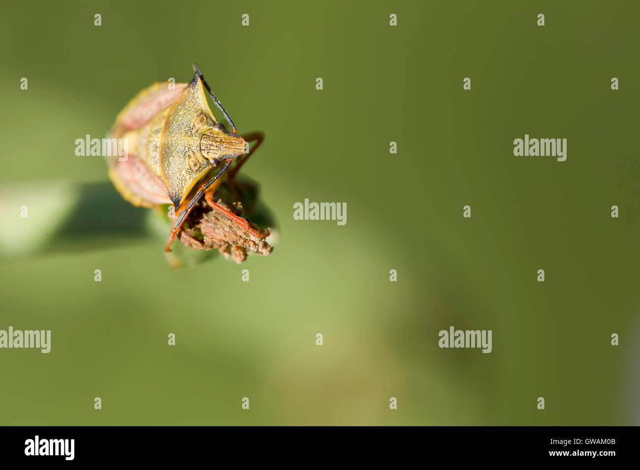 Insect macro photography Nebula Rhaphigaster Stock Photo - Alamy