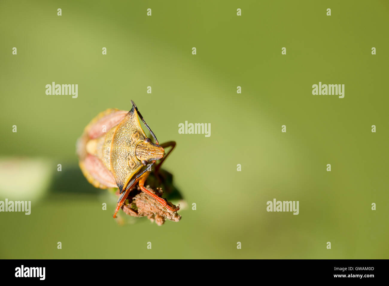 Insect macro photography Nebula Rhaphigaster Stock Photo - Alamy