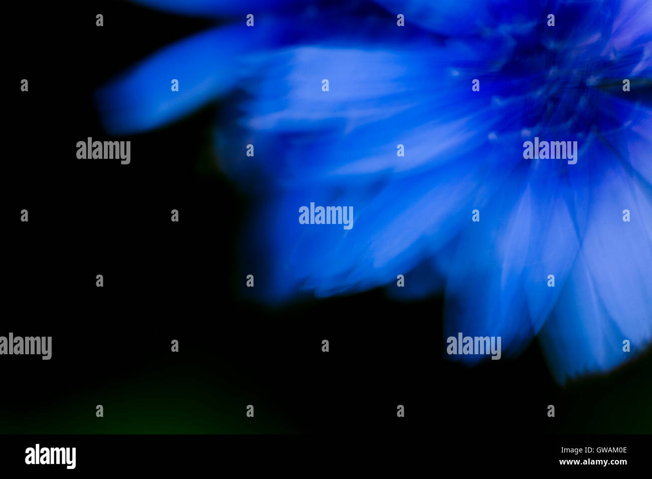 Gentian blue flower moved by wind Stock Photo - Alamy