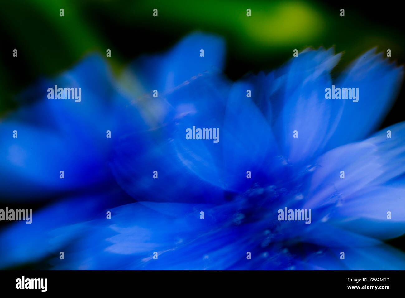 Gentian blue flower moved by wind Stock Photo - Alamy