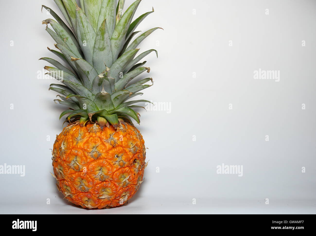 Lone round pineapple against a white background Stock Photo - Alamy