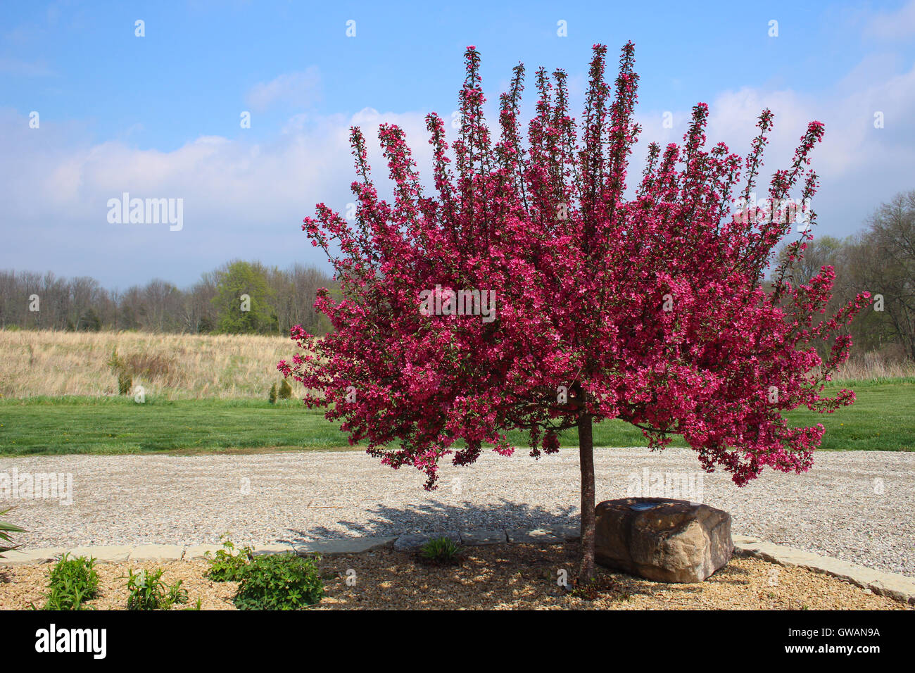A blossoming crabapple tree (Malus sp.) in a landscaped yard in spring ...
