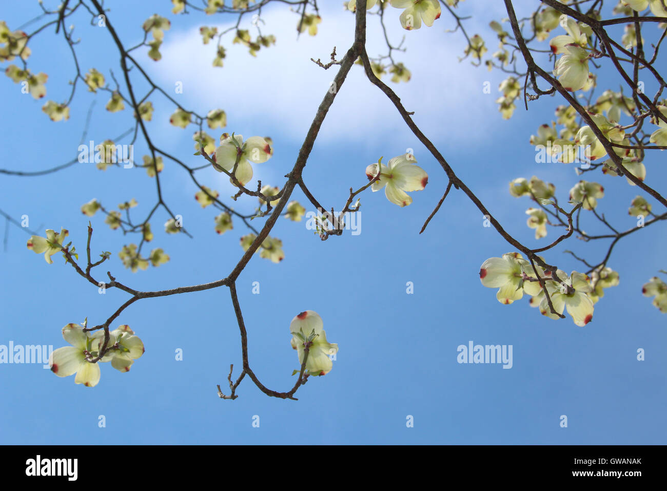 Branches and flowers of flowering dogwood (Cornus florida) against a ...