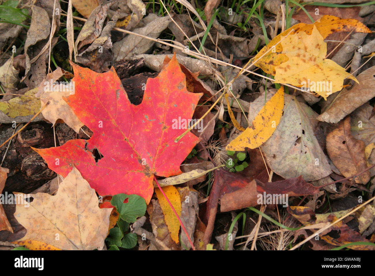Colourful maple leaf hi-res stock photography and images - Alamy