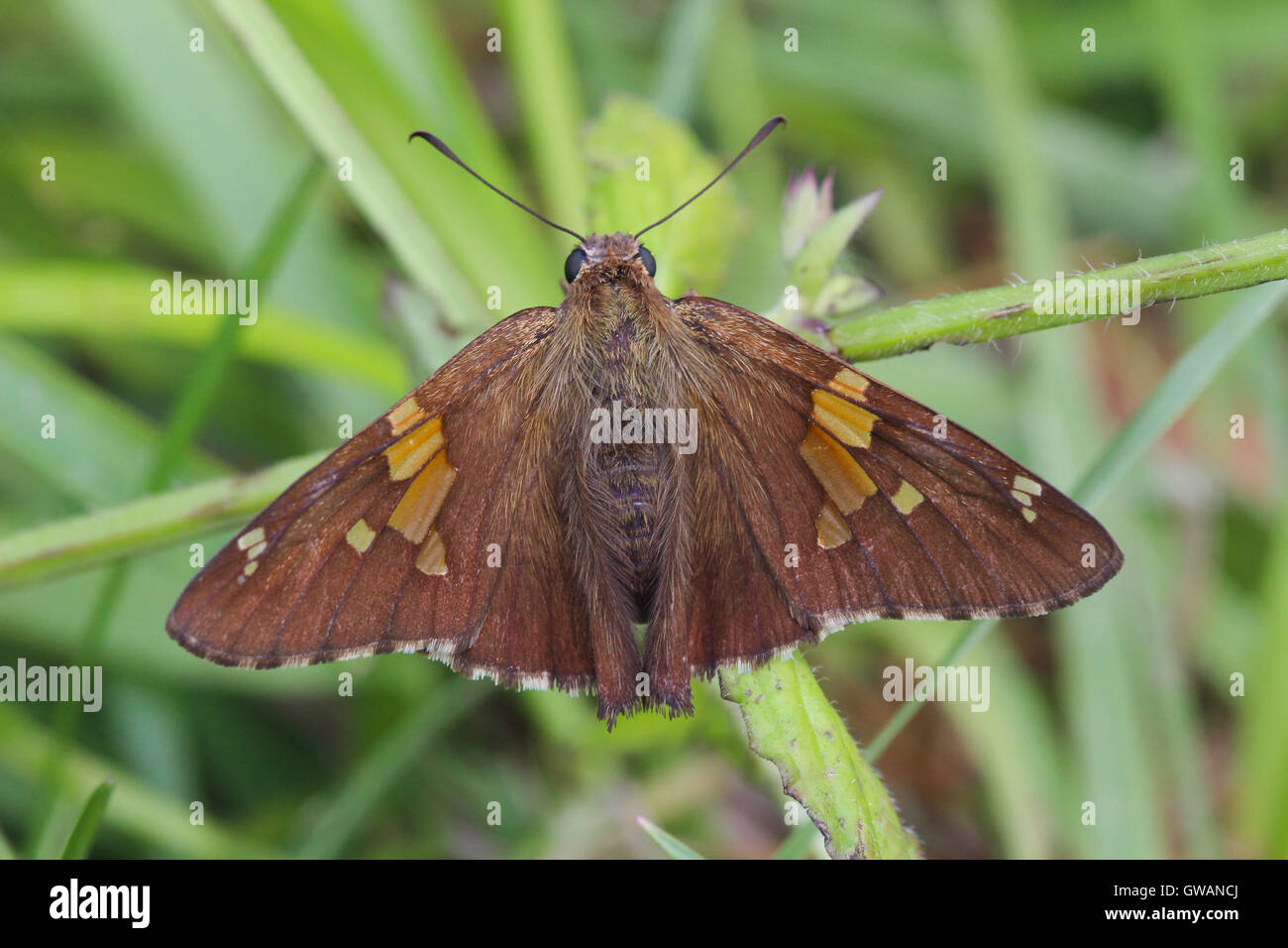 A Silver-spotted Skipper butterfly (Epargyreus clarus) resting on a ...