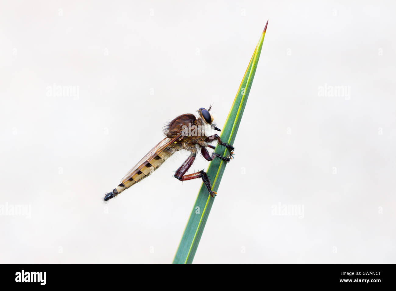 A robber fly (Asilidae) resting on a yucca leaf, Indiana, United States ...