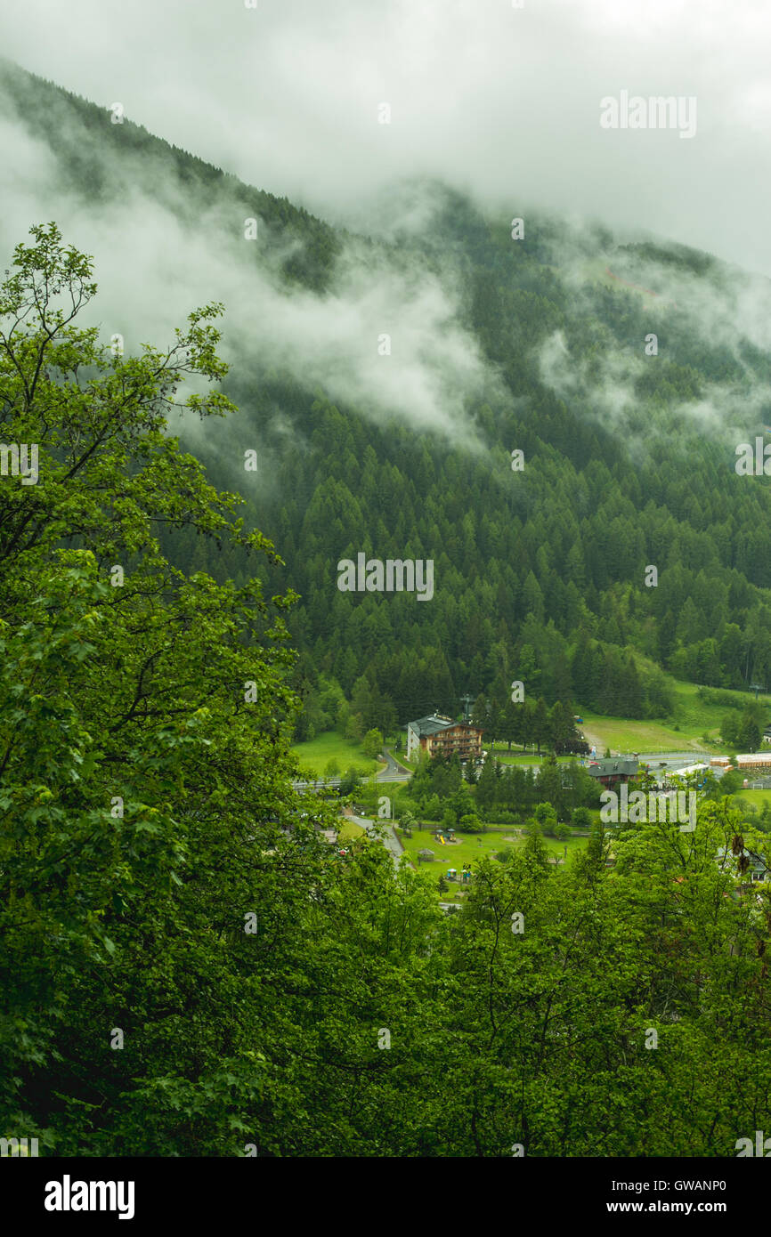 Forested mountain in cloud with the evergreen conifers Stock Photo - Alamy