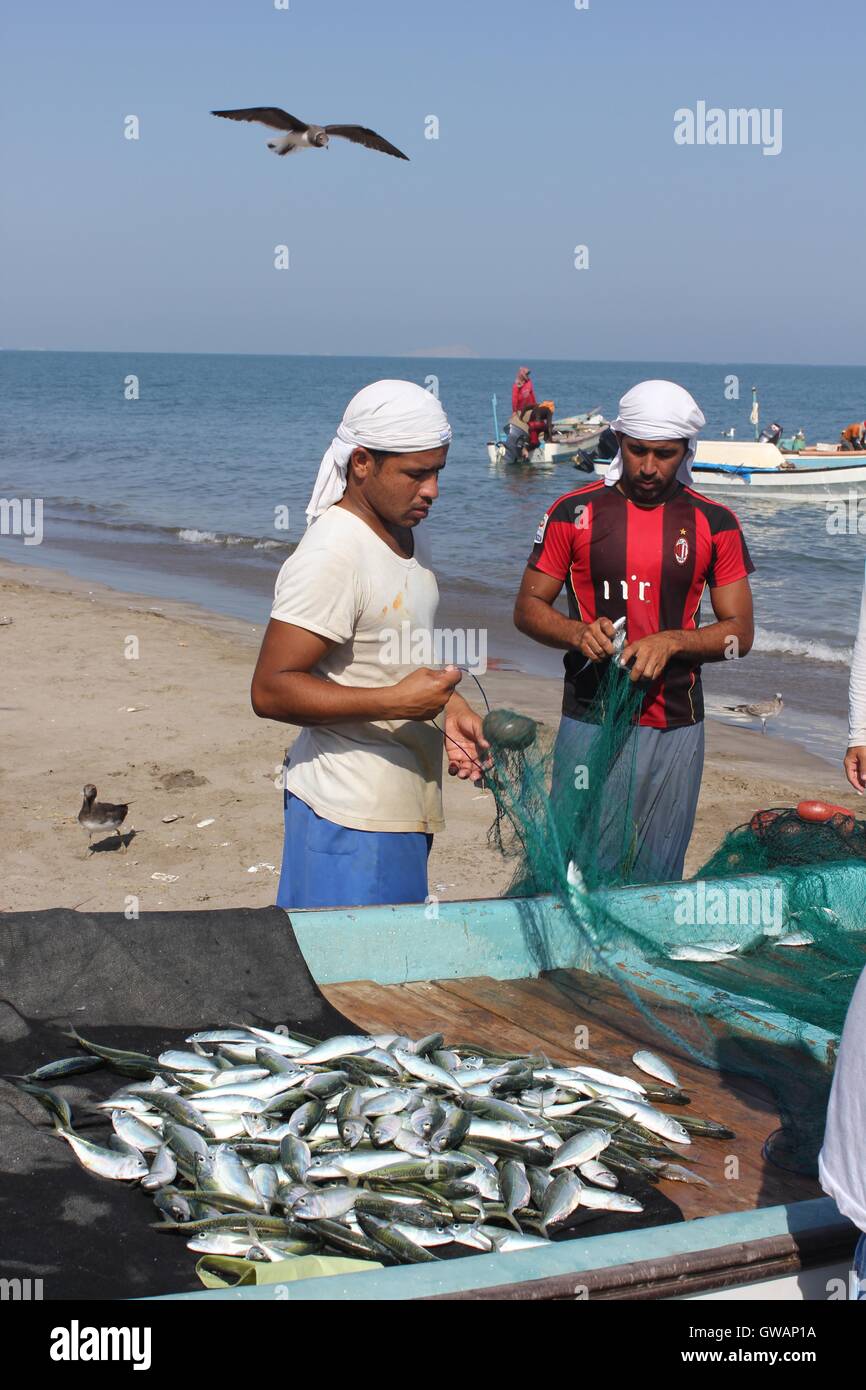 Barka, Oman, October 20, 2013: Daily Fish market in Barka, Oman, were ...