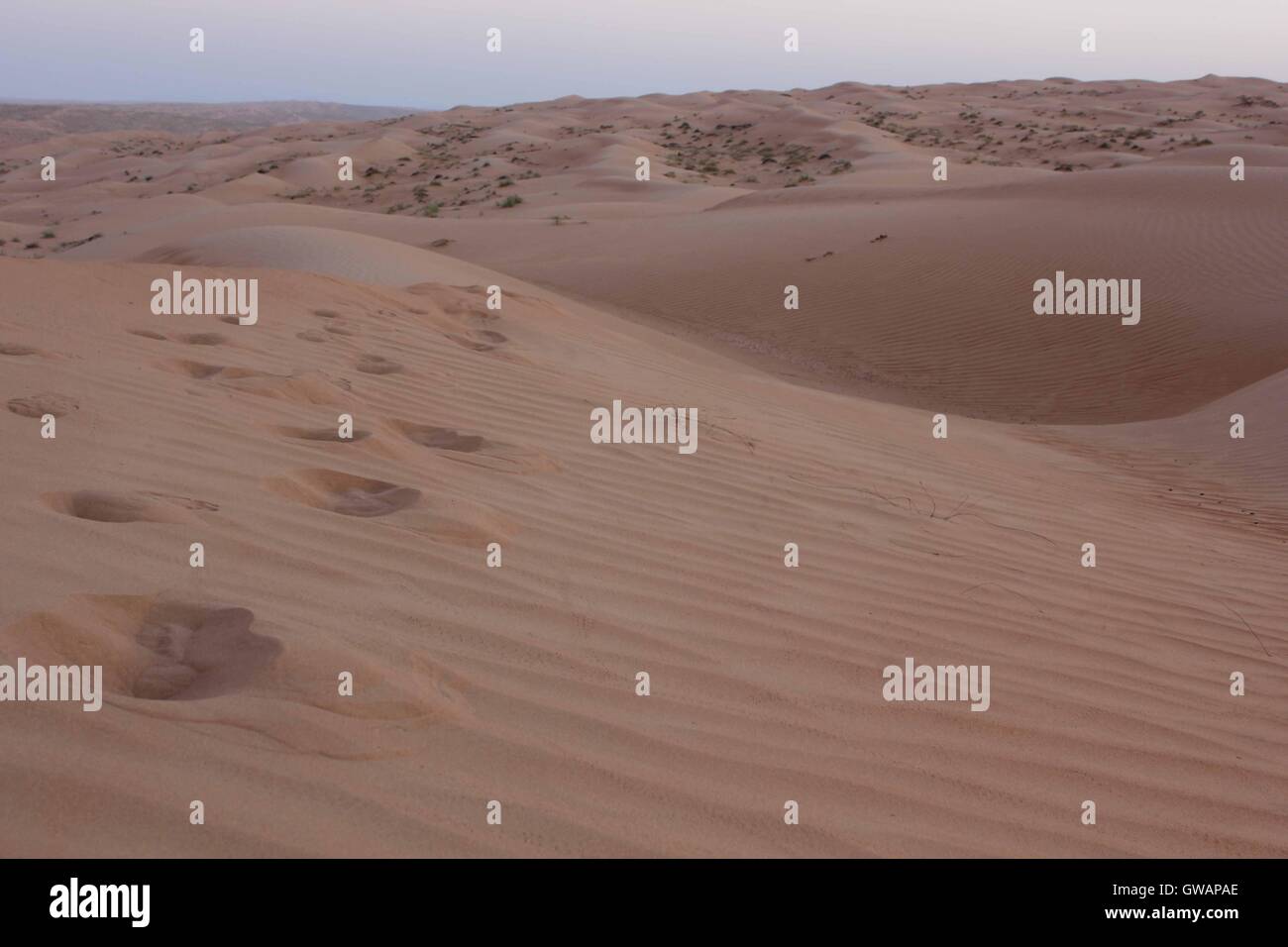 Wahiba Sands desert in Oman. Sand, dunes and a magical scenery Stock ...